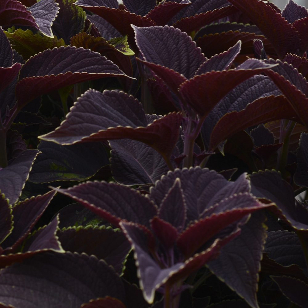 Eton Chagrin Boulevard | Petitti Garden Centers